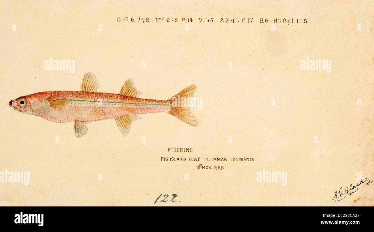 Sandstint, eine Fischgattung der Altweltlichen Ährenfische, Athennidae ...