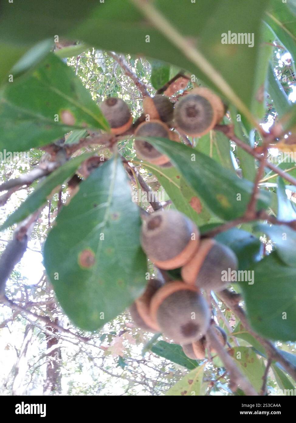 water oak (Quercus nigra Stock Photo - Alamy