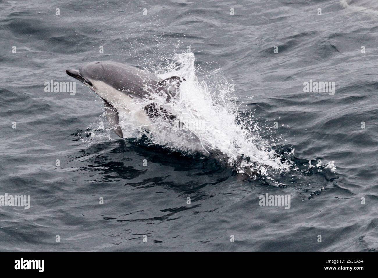 Common Dolphin (Delphinus delphis Stock Photo - Alamy