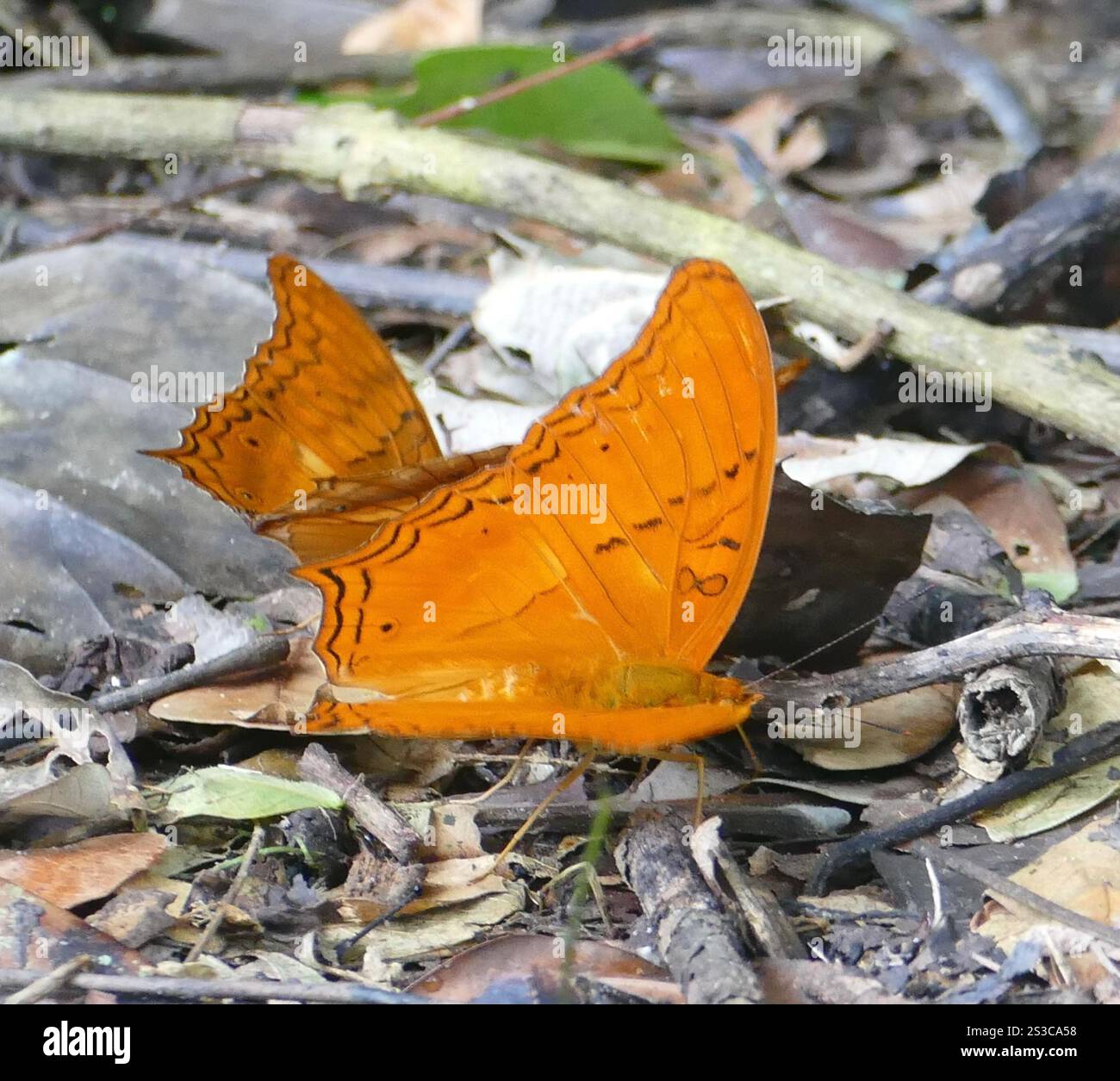 (Vindula dejone celebensis Stock Photo - Alamy