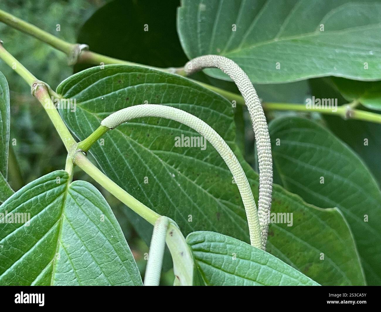 spiked pepper (Piper aduncum Stock Photo - Alamy