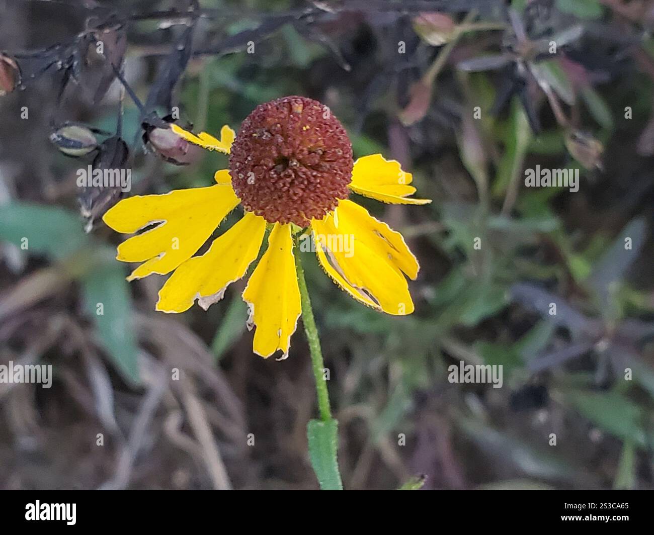 Southern Sneezeweed (Helenium flexuosum Stock Photo - Alamy