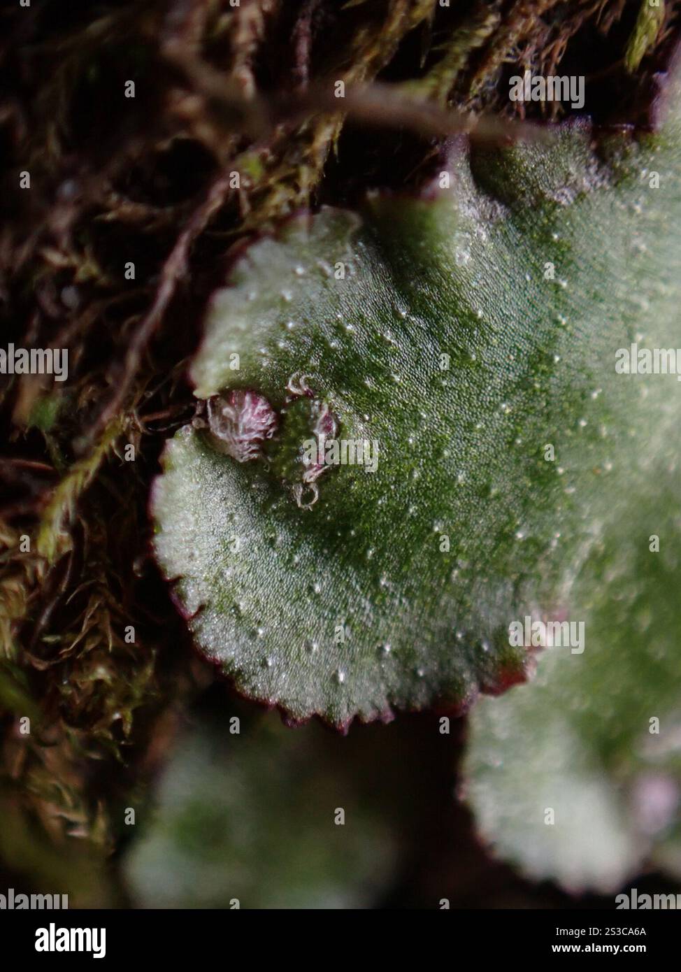 Hemisphaeric Liverwort (Reboulia hemisphaerica Stock Photo - Alamy