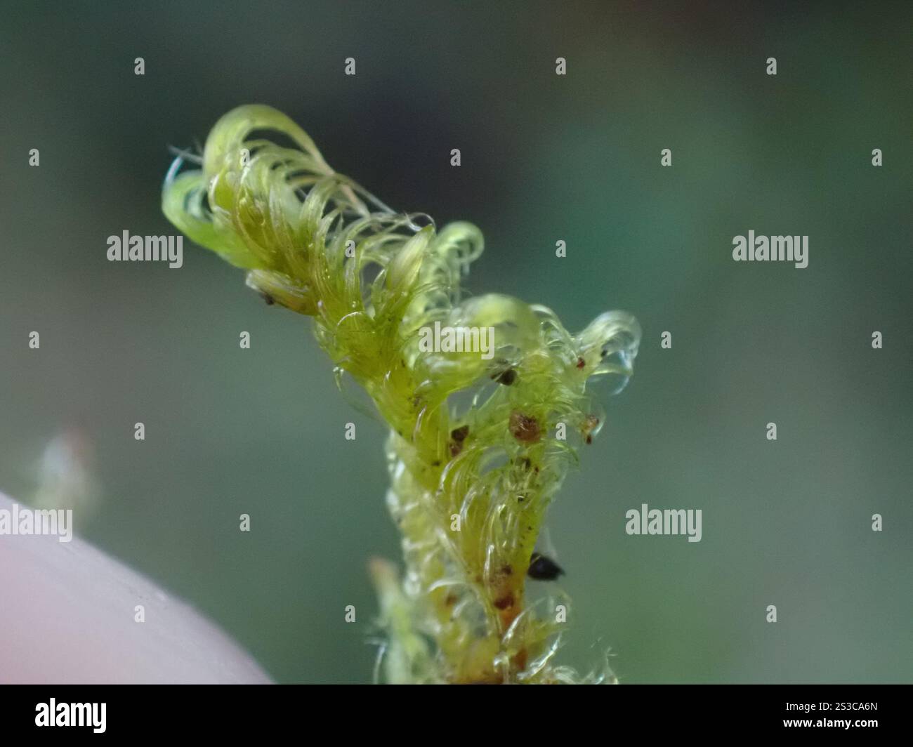 Sickle-leaved Hook-moss (Sanionia uncinata Stock Photo - Alamy