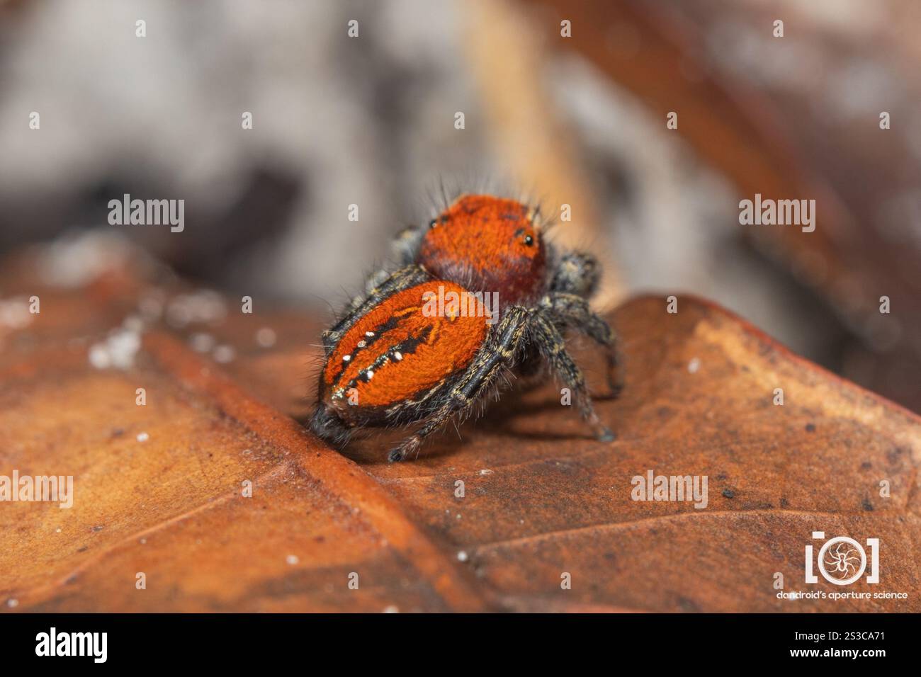 Cardinal Jumping Spider (Phidippus cardinalis Stock Photo - Alamy