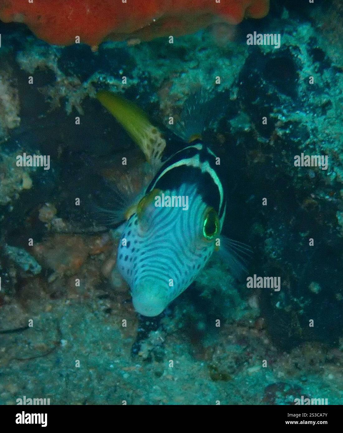 Blacksaddle Toby (Canthigaster valentini Stock Photo - Alamy