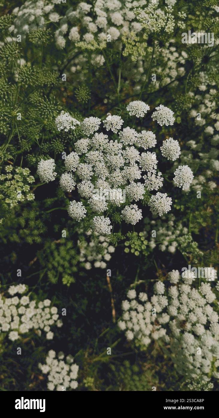 bisnaga (Visnaga daucoides Stock Photo - Alamy