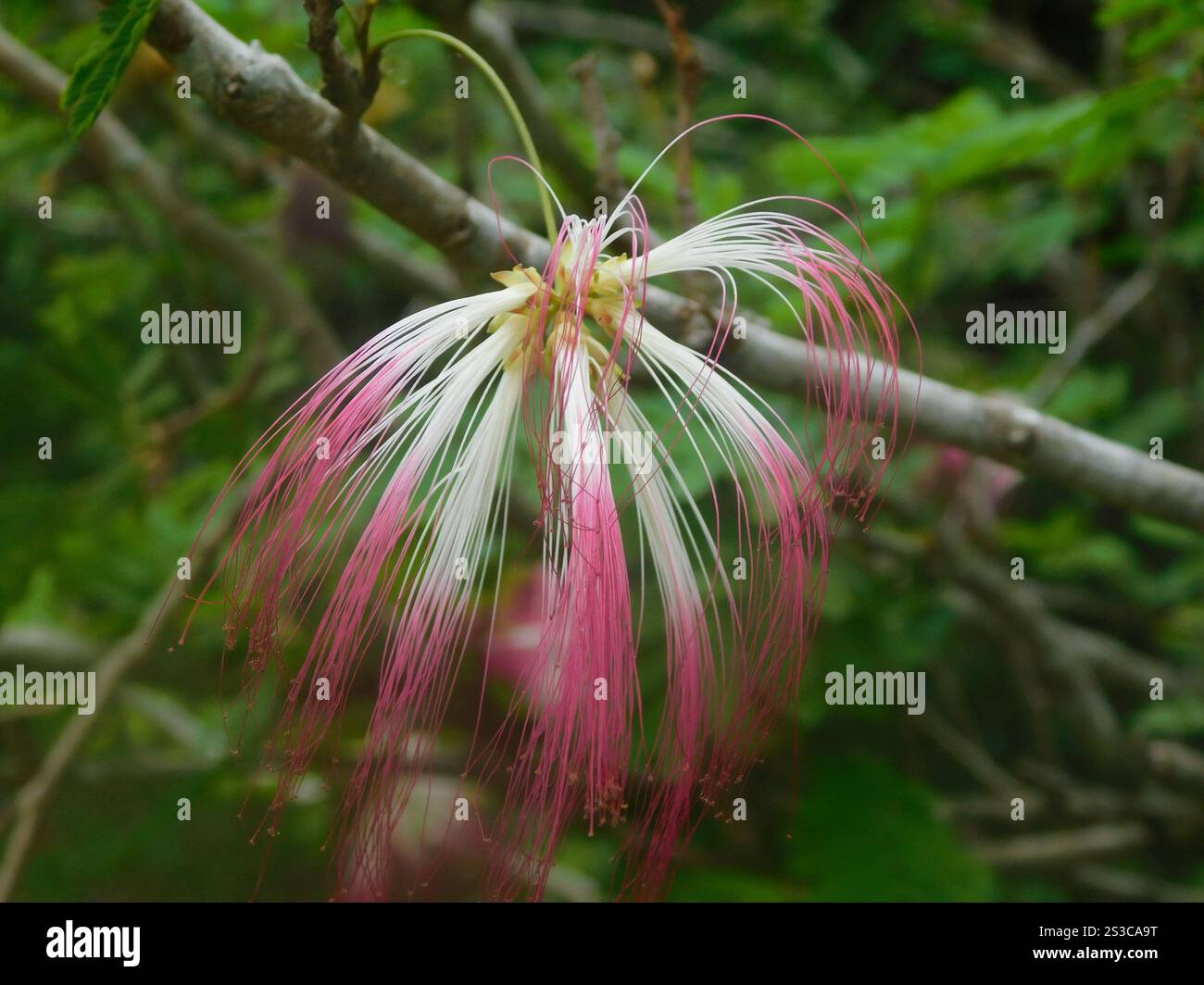 Pink Powderpuff (Calliandra selloi Stock Photo - Alamy