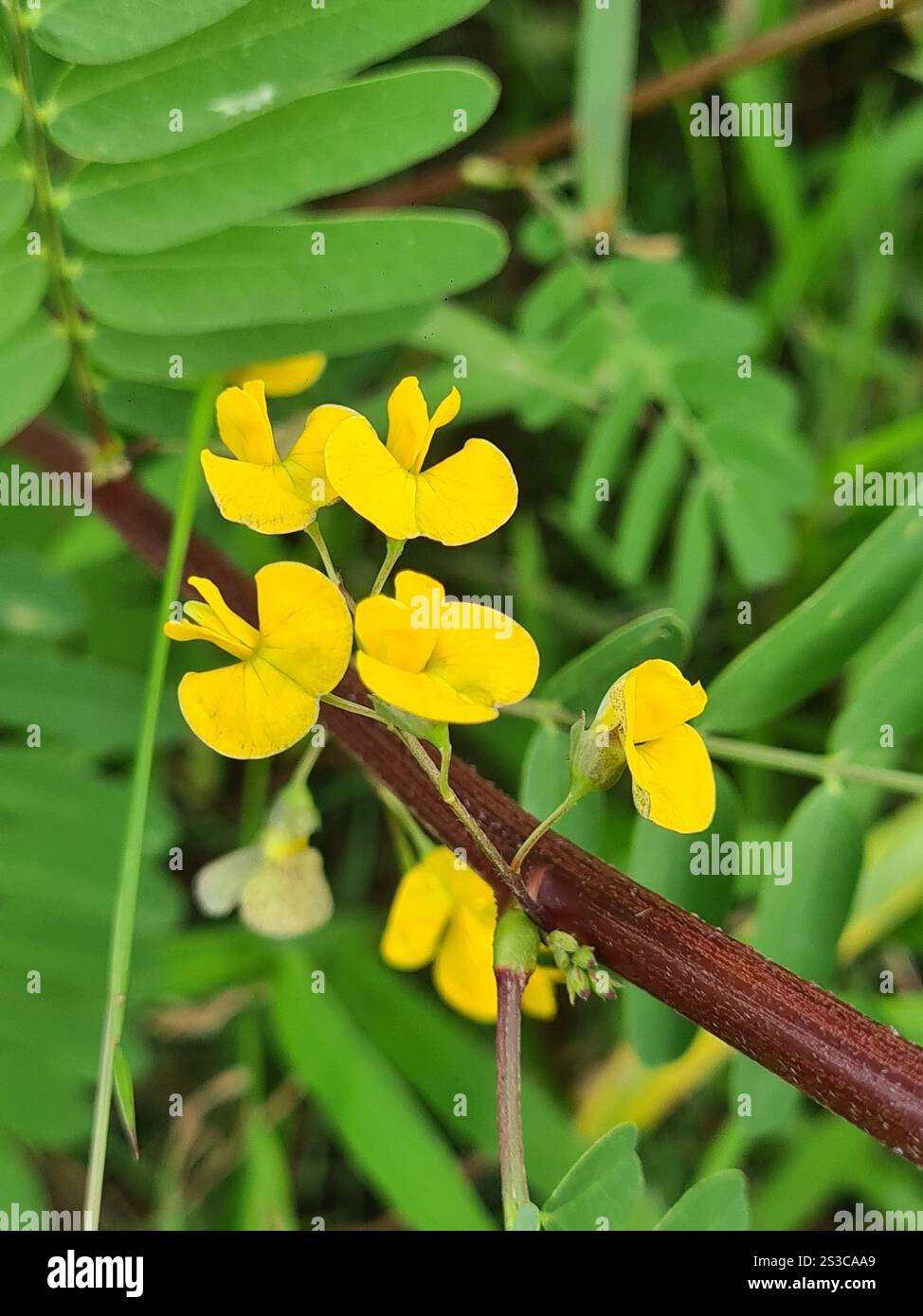 Sesbania Pea (Sesbania cannabina Stock Photo - Alamy