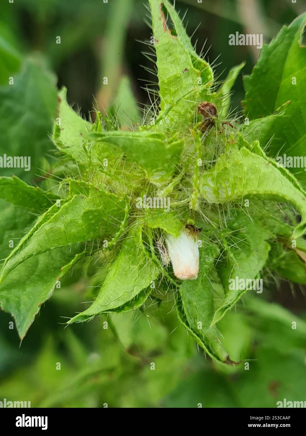 roadside leafbract (Malachra fasciata Stock Photo - Alamy