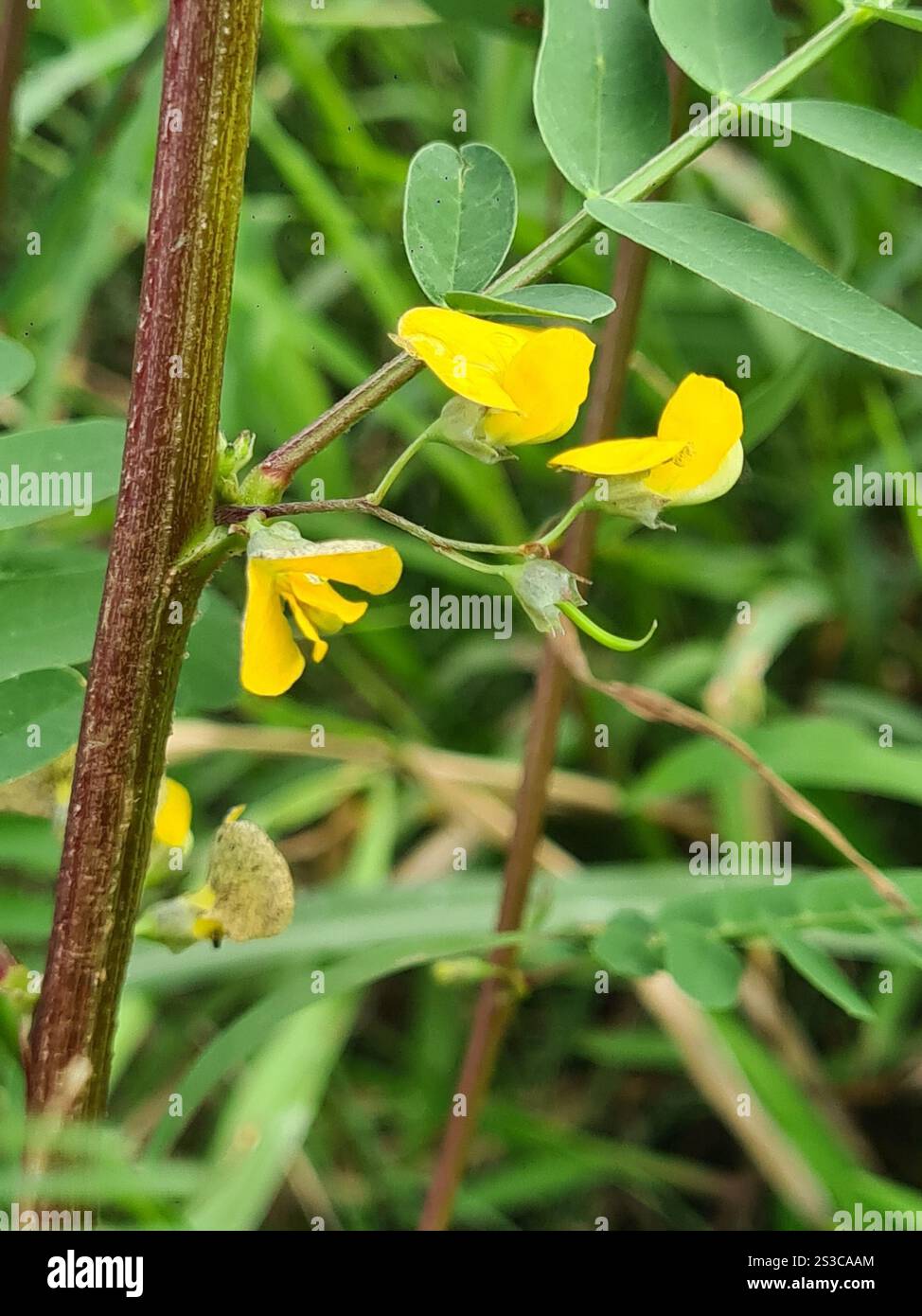Sesbania Pea (Sesbania cannabina Stock Photo - Alamy