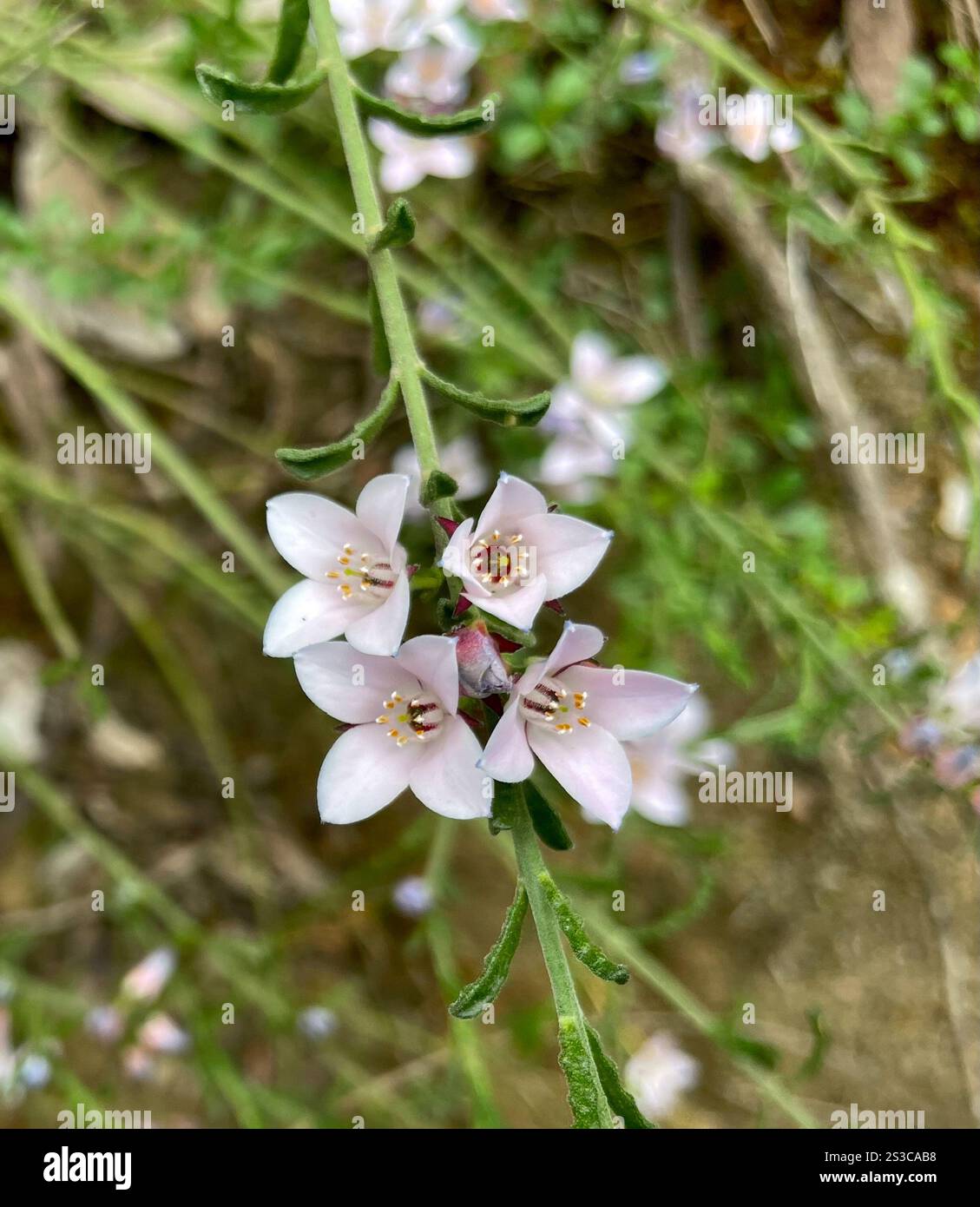(Cyanothamnus coerulescens coerulescens Stock Photo - Alamy