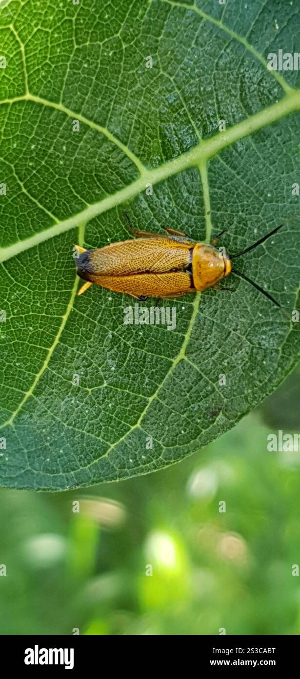 bush cockroach (Ellipsidion humerale Stock Photo - Alamy