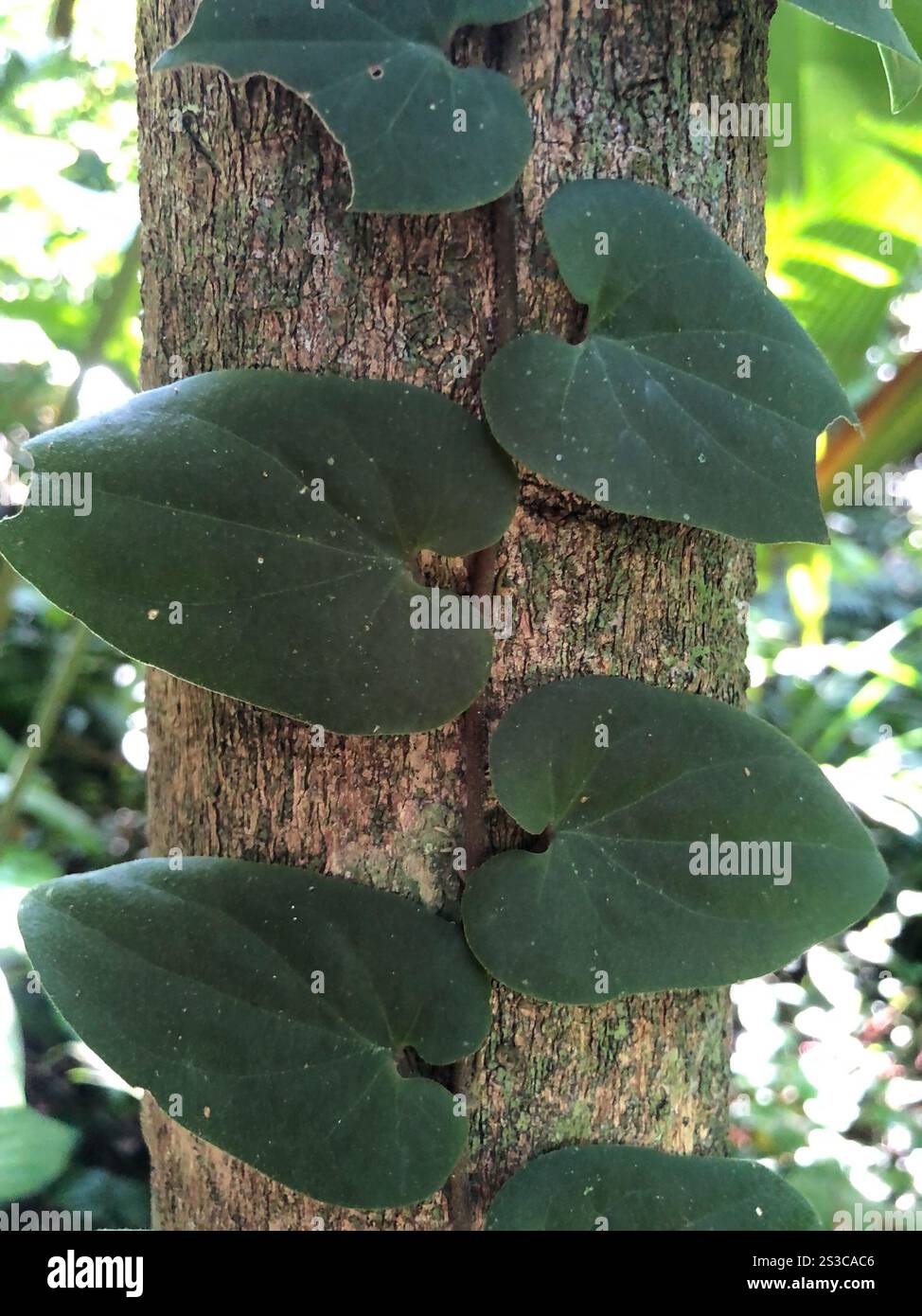 Shaggy Leaf Fig (Ficus villosa Stock Photo - Alamy