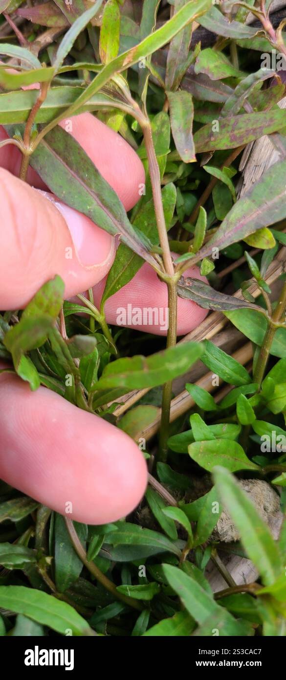 Nahui (Alternanthera nahui Stock Photo - Alamy