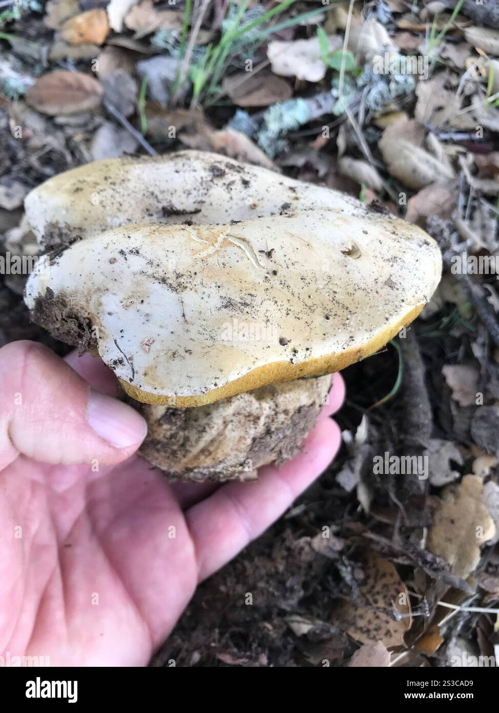 Ben's Bitter Bolete (Caloboletus marshii Stock Photo - Alamy