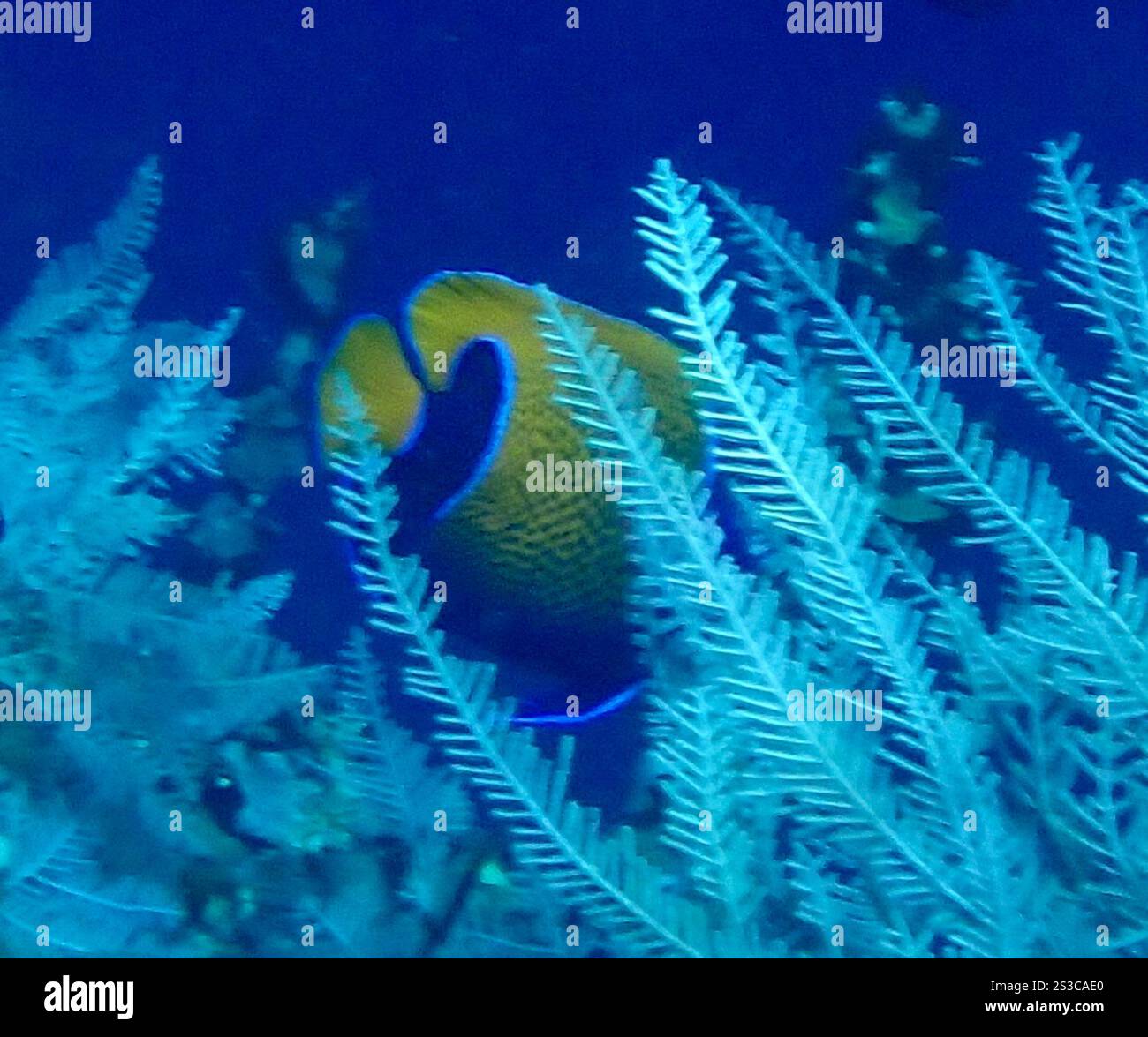 Bluegirdle Angelfish (Pomacanthus navarchus Stock Photo - Alamy