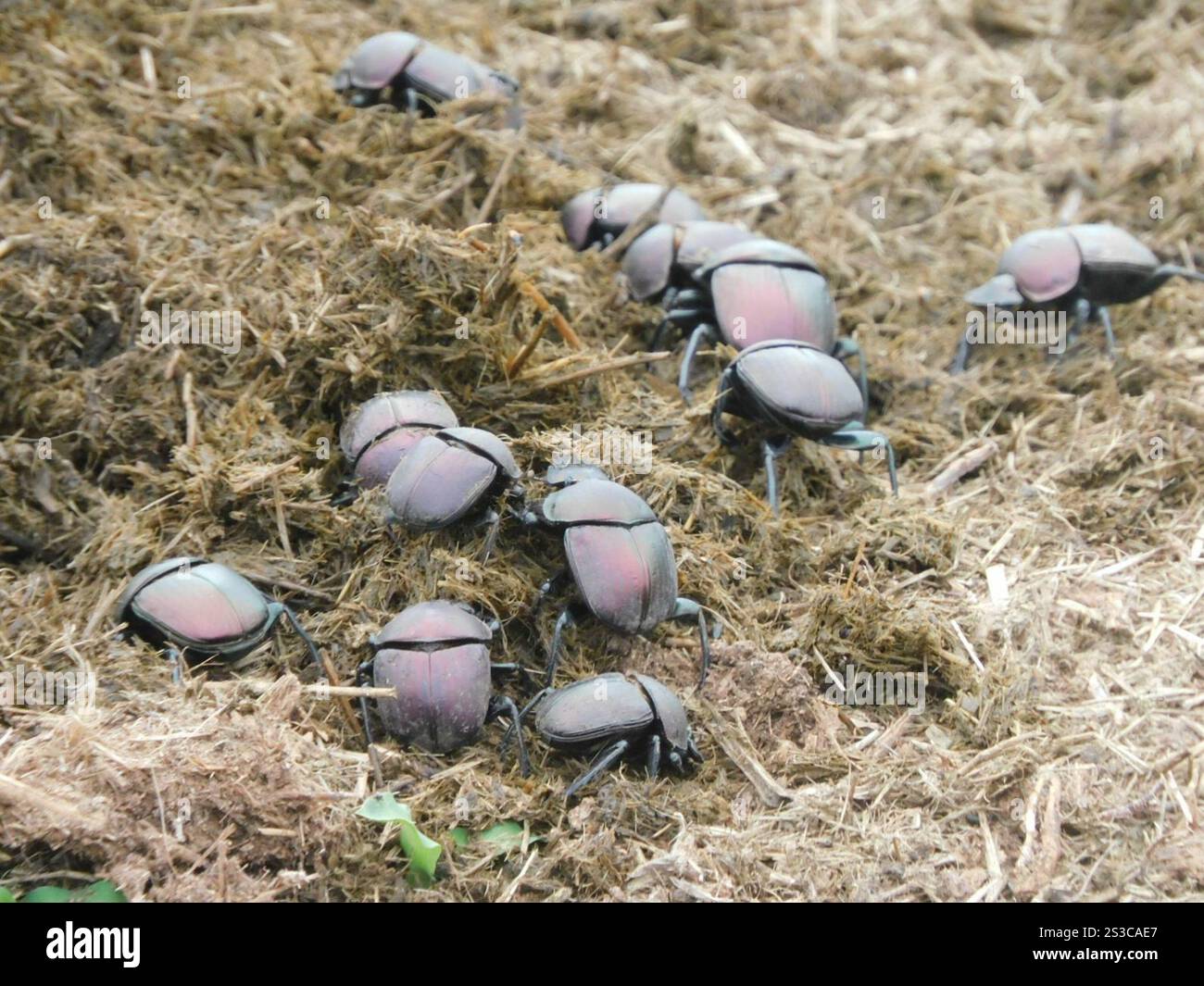 Diurnal Copper Dung Beetle (Kheper nigroaeneus Stock Photo - Alamy