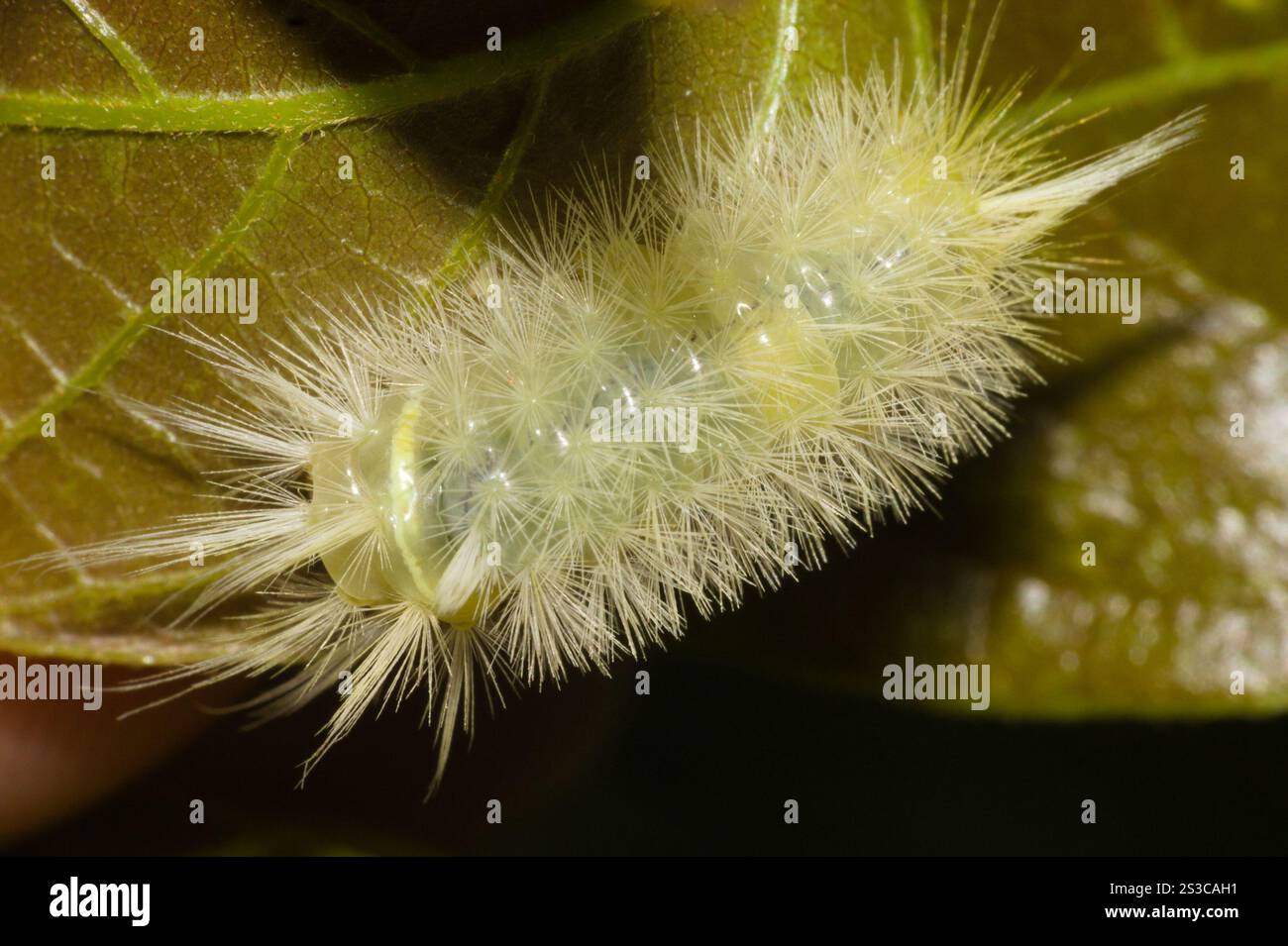 Underwing, Tiger, Tussock, and Allied Moths (Erebidae Stock Photo - Alamy