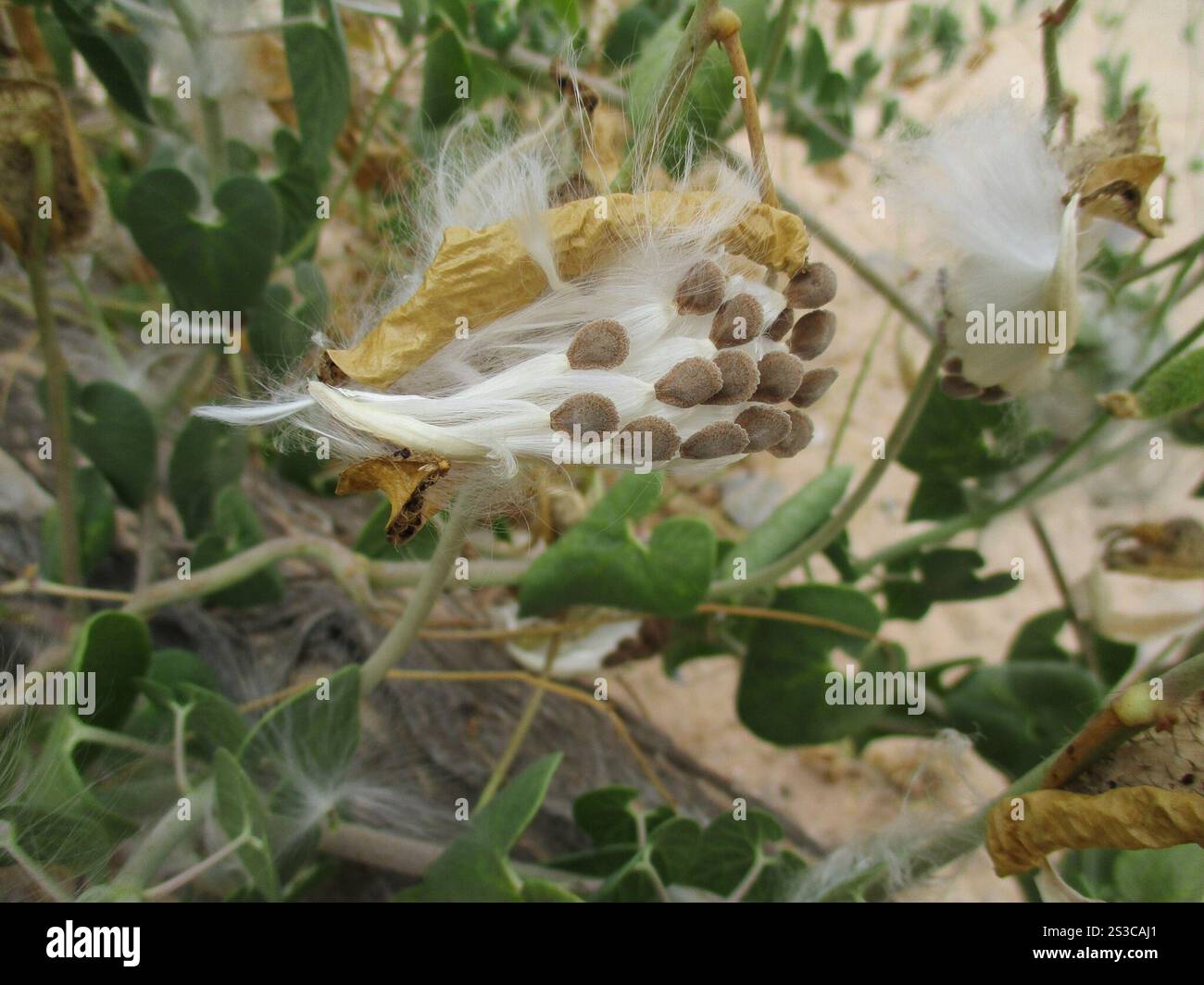 Trellis-vine (Pergularia daemia Stock Photo - Alamy