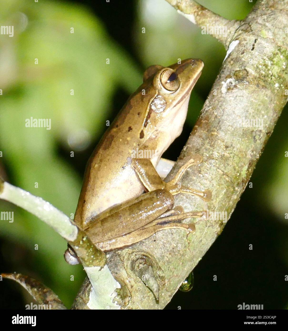 Sulawesi Tree Frog (Polypedates iskandari Stock Photo - Alamy