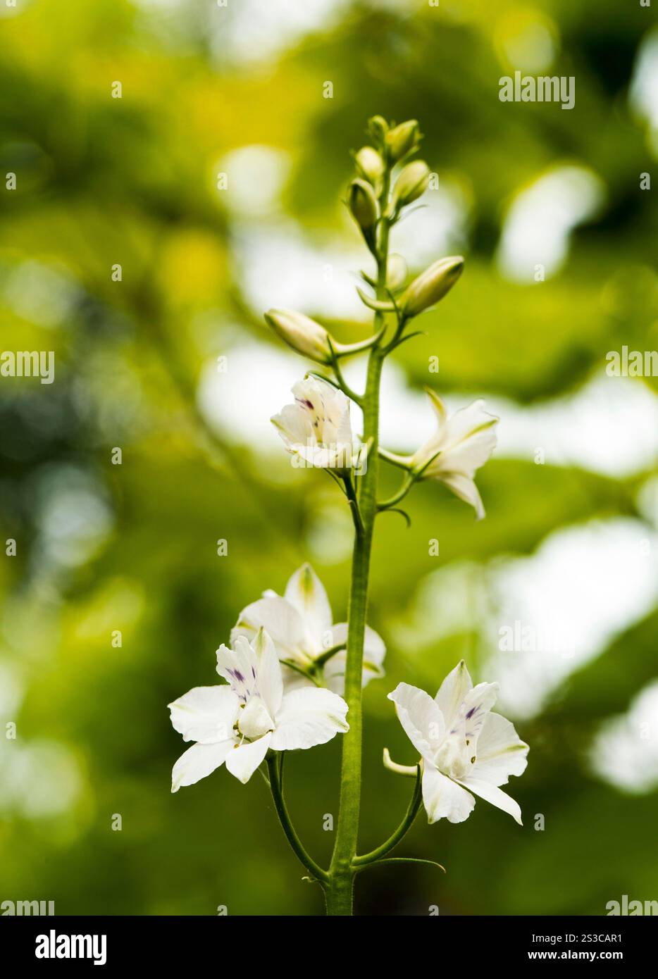 Green field white flowers hi-res stock photography and images - Alamy