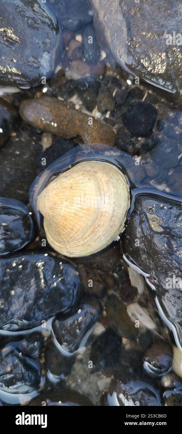 New Zealand Cockle (Austrovenus stutchburyi Stock Photo - Alamy