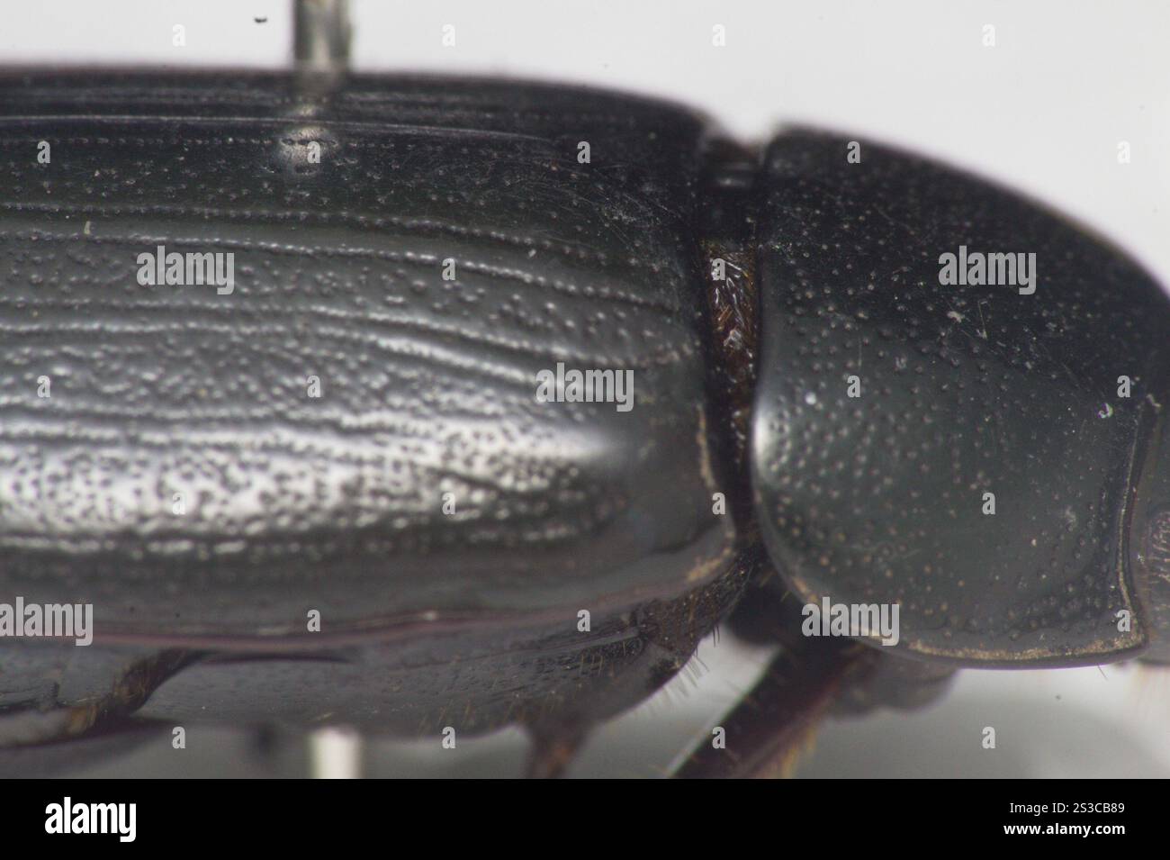 Masked Chafers and Rice Beetles (Cyclocephalini Stock Photo - Alamy
