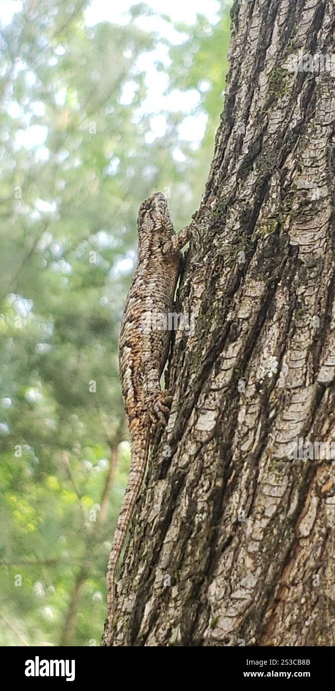 Eastern Fence Lizard (Sceloporus undulatus Stock Photo - Alamy