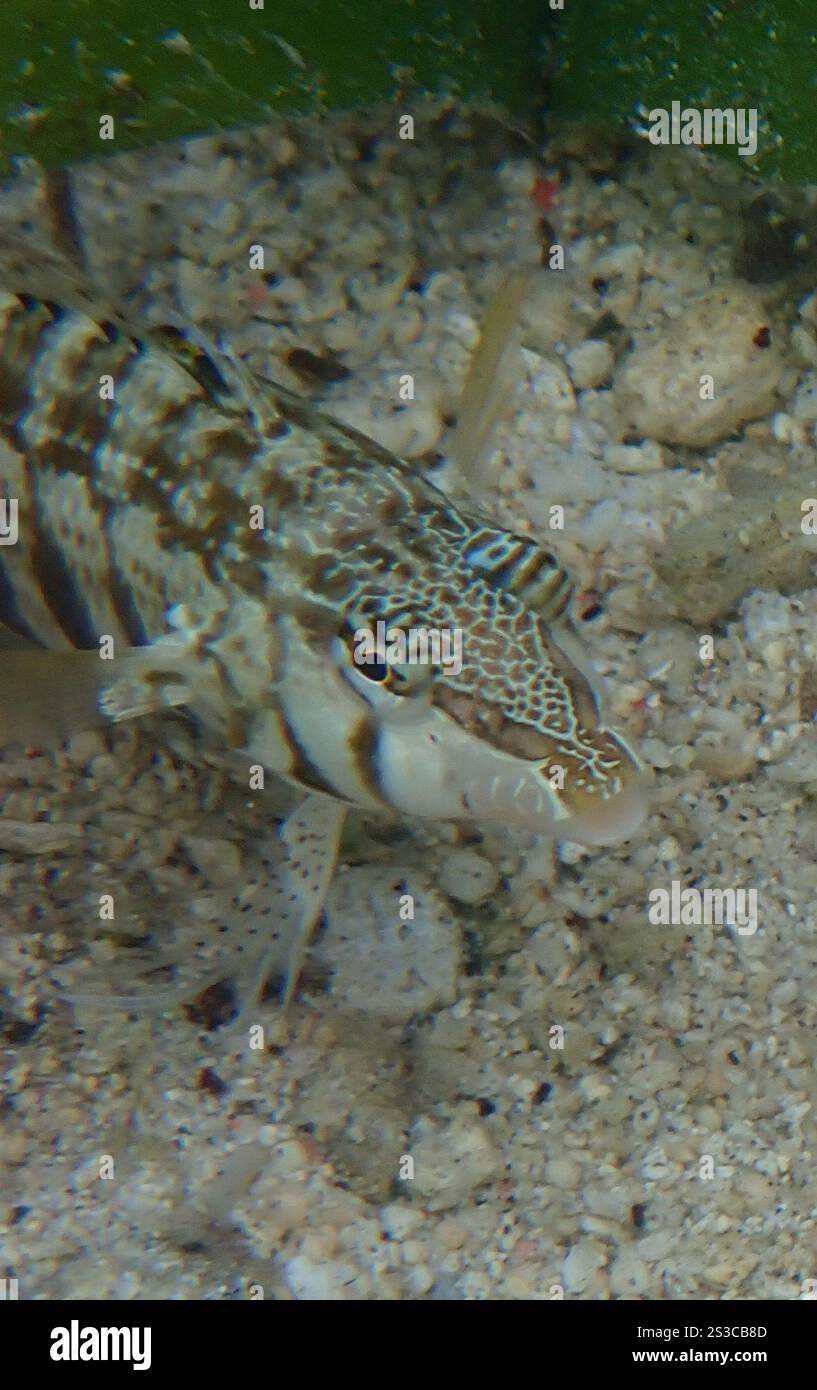 Sharpnose Sandperch (Parapercis cylindrica Stock Photo - Alamy