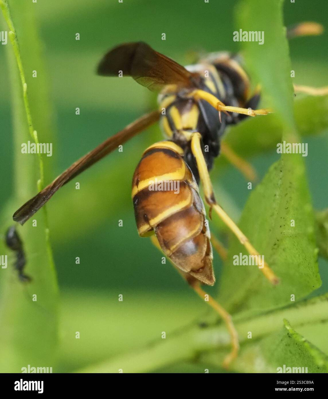 Caribbean Paper Wasp (Polistes crinitus Stock Photo - Alamy