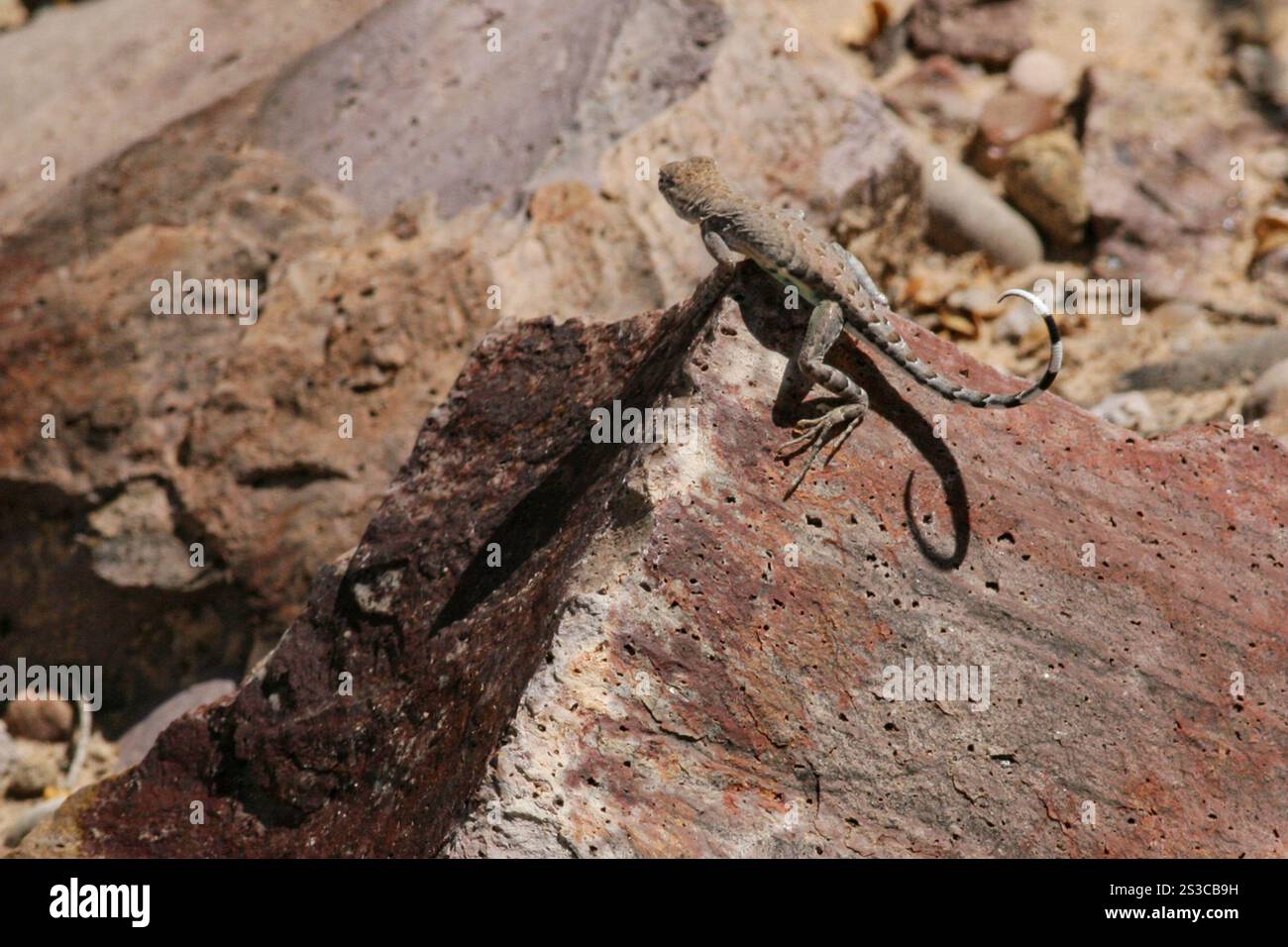 Greater Earless Lizard (Cophosaurus texanus Stock Photo - Alamy