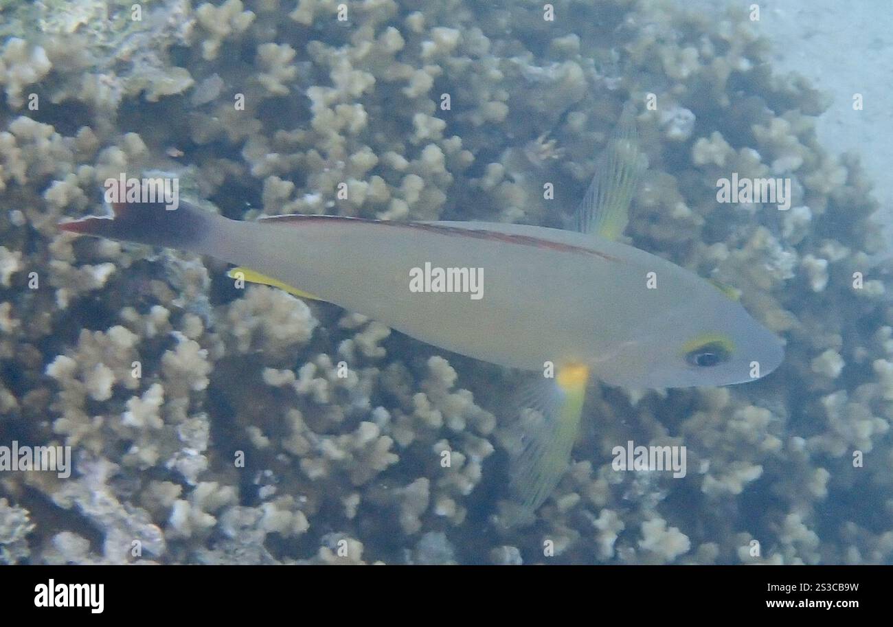 Blacktail Snapper (Lutjanus fulvus Stock Photo - Alamy