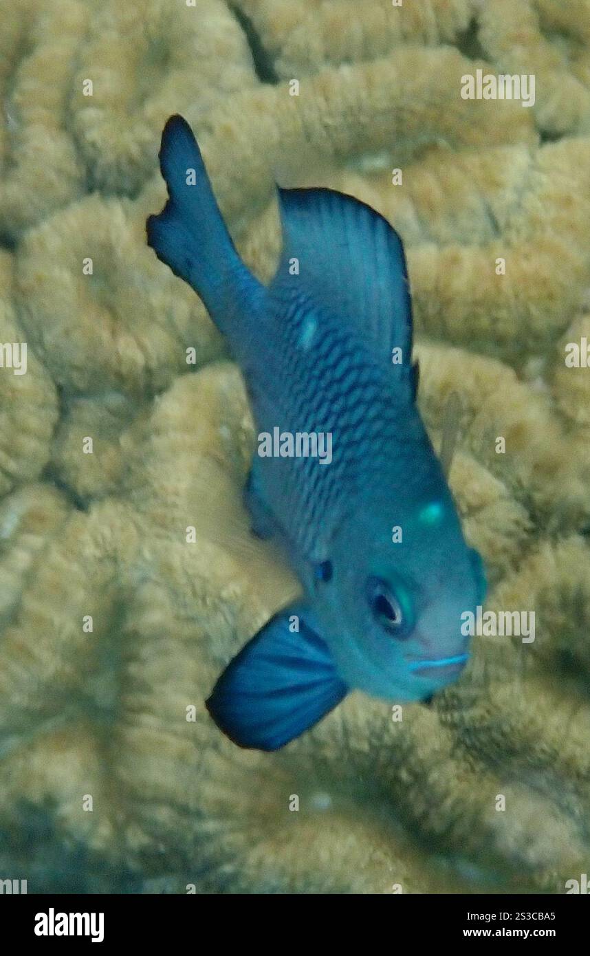 Three-spot Dascyllus (Dascyllus trimaculatus Stock Photo - Alamy