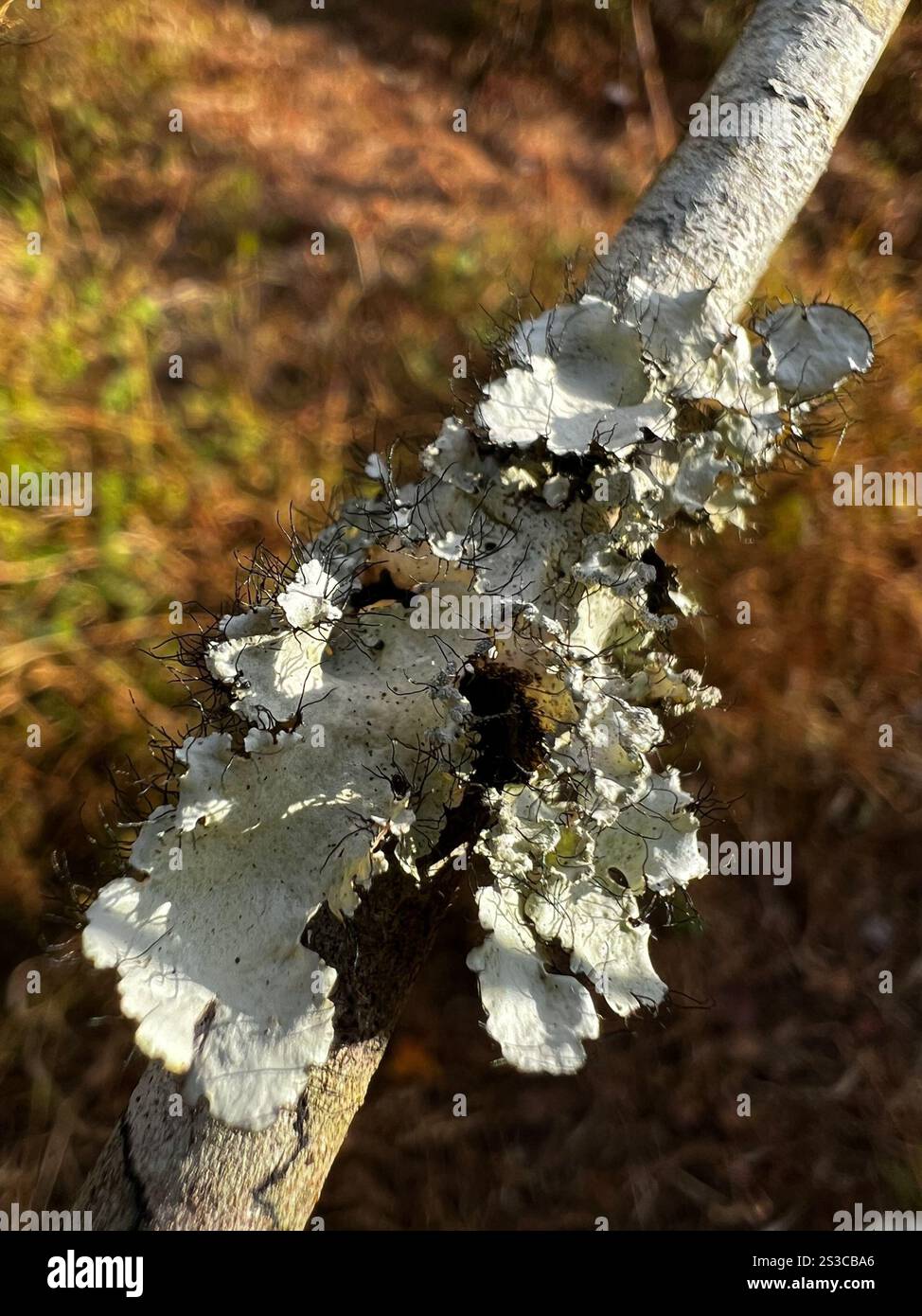 Ruffle Lichens (Parmotrema Stock Photo - Alamy