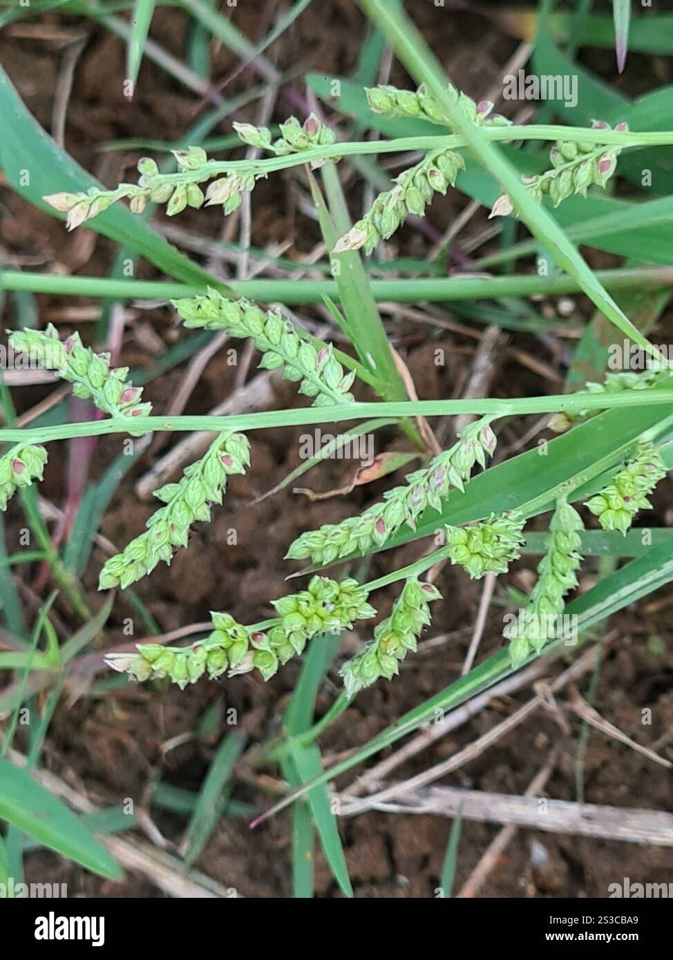 Jungle Rice (Echinochloa colonum Stock Photo - Alamy
