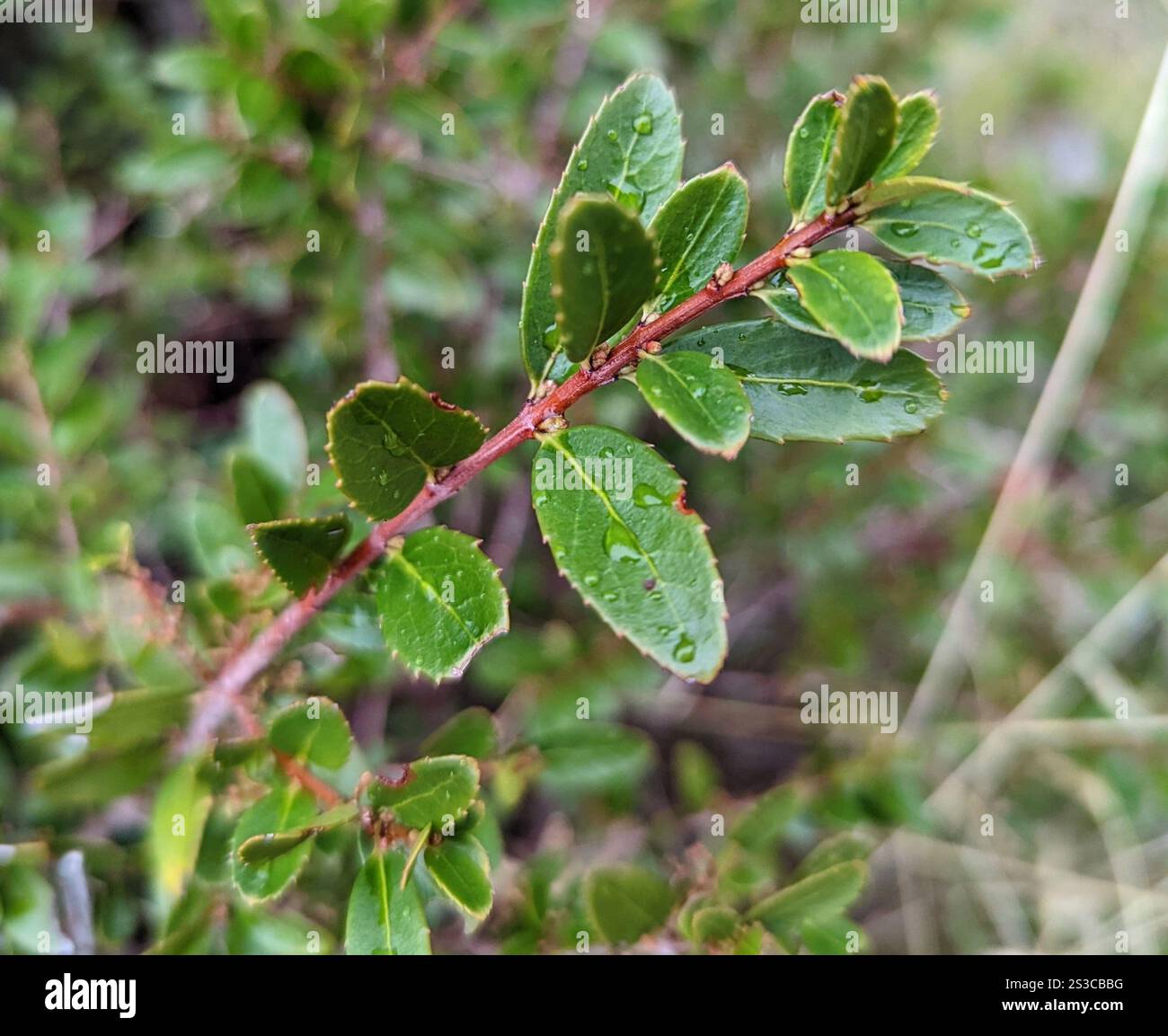 Oregon Boxwood (Paxistima myrsinites Stock Photo - Alamy