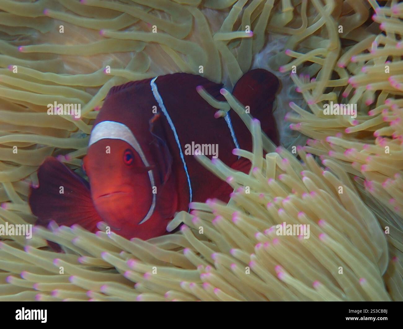 Spine-cheek Clownfish (Amphiprion biaculeatus Stock Photo - Alamy