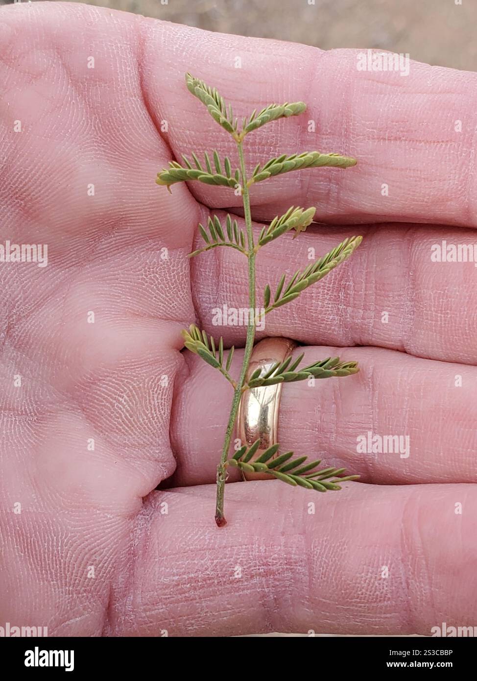 whitethorn acacia (Vachellia constricta Stock Photo - Alamy