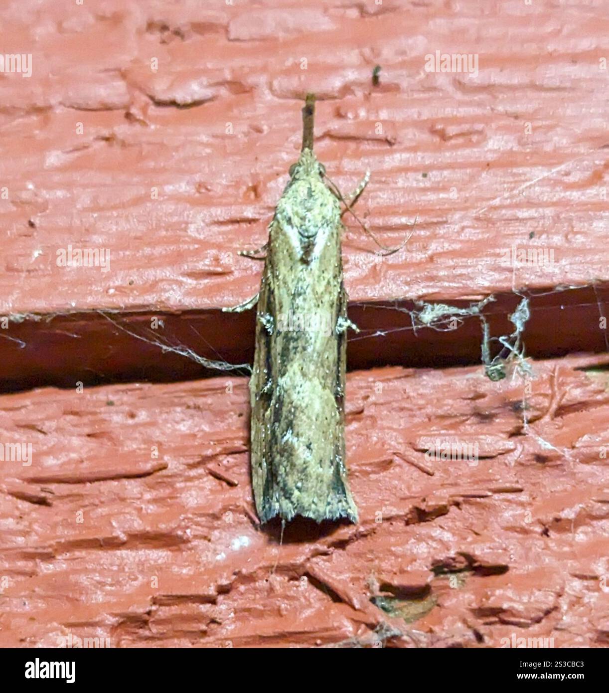 California Cloverworm Moth (Hypena californica Stock Photo - Alamy