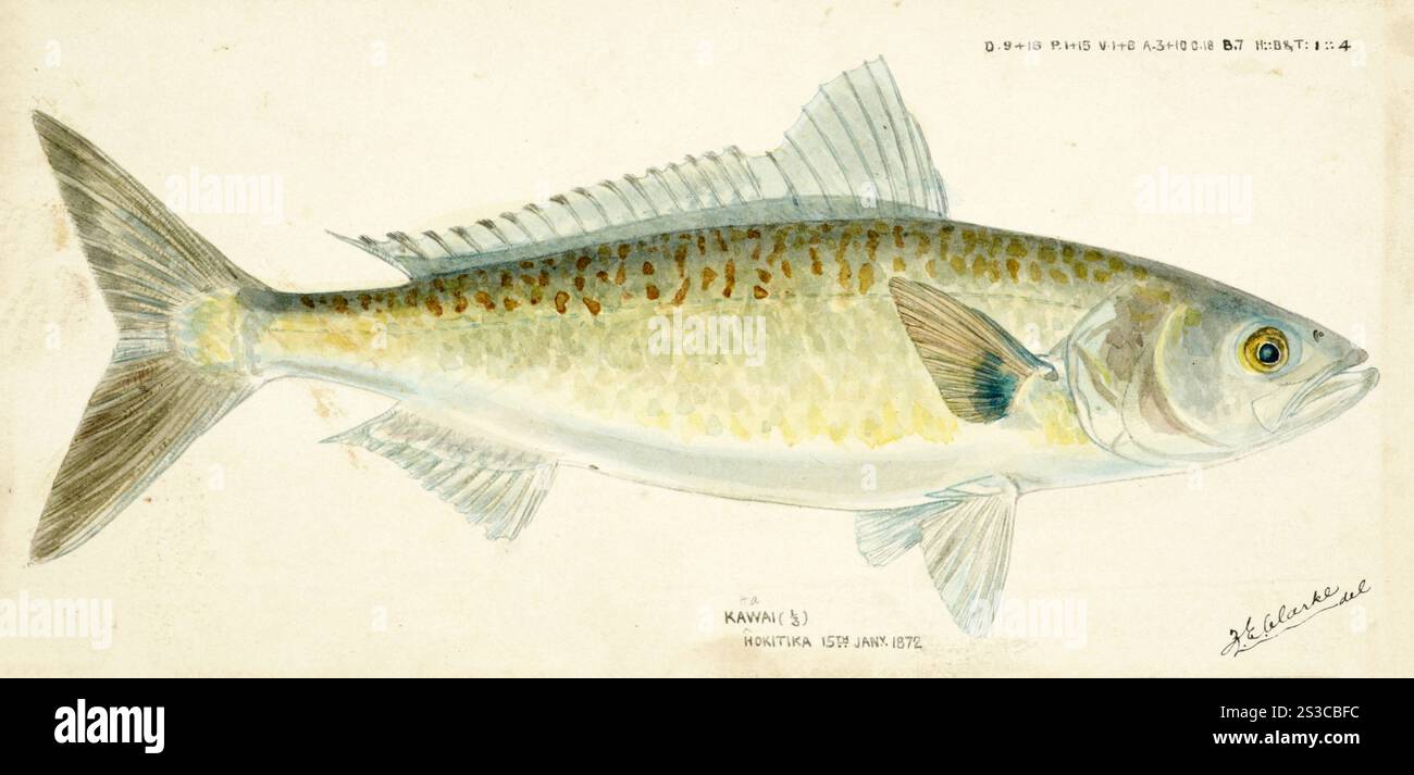 Australian salmon, Arripis trutta, Australian salmon, fish ...