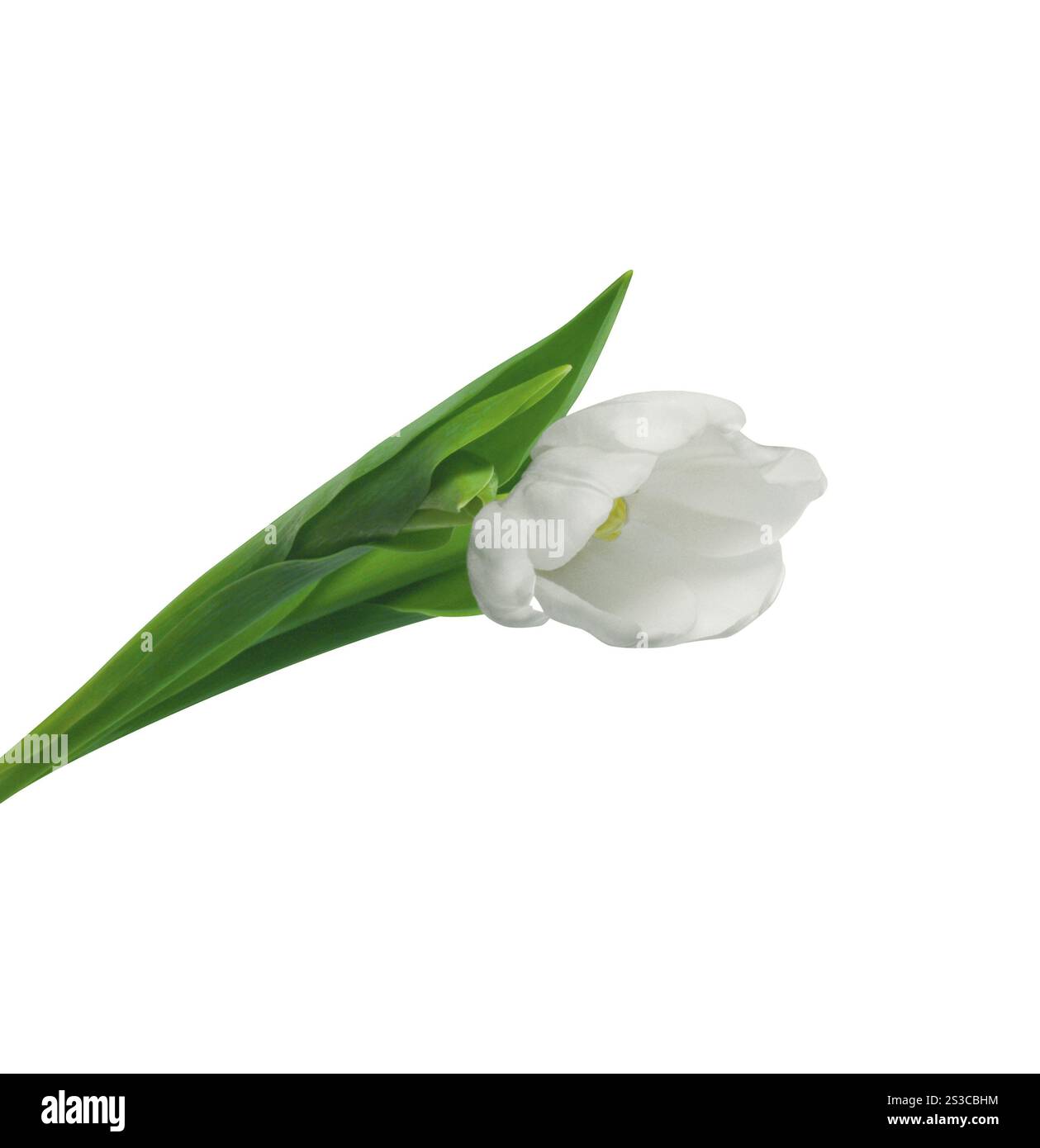 Tulip green background Cut Out Stock Images & Pictures - Alamy