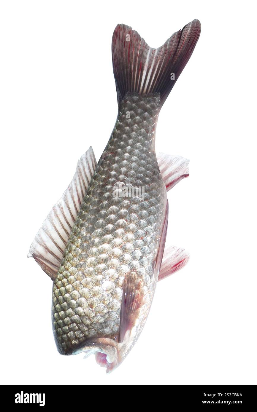 fish without head on a white background Stock Photo - Alamy