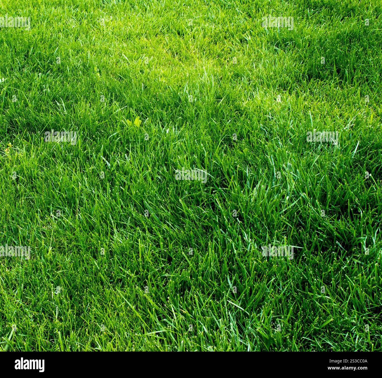 green grass field Stock Photo - Alamy