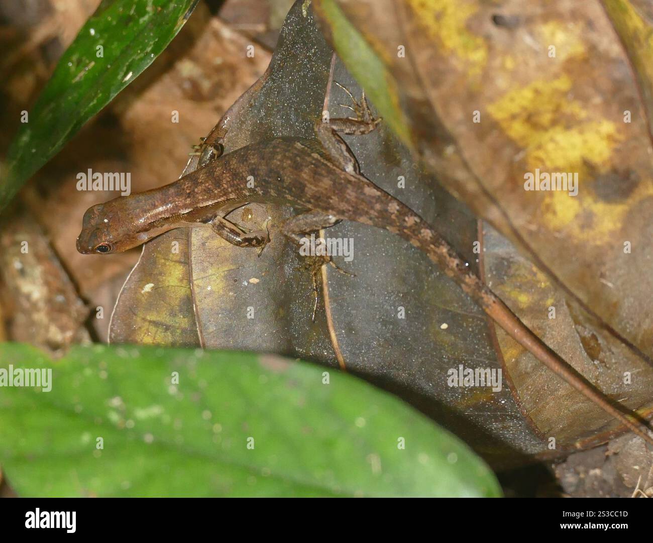 Asian Forest Skinks (Sphenomorphus Stock Photo - Alamy