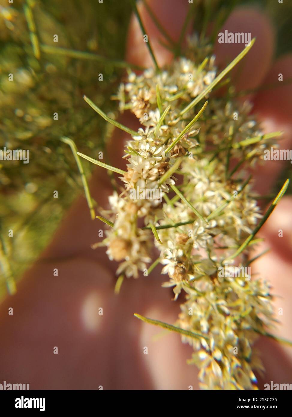 Singlewhorl Burrobrush (Ambrosia monogyra Stock Photo - Alamy