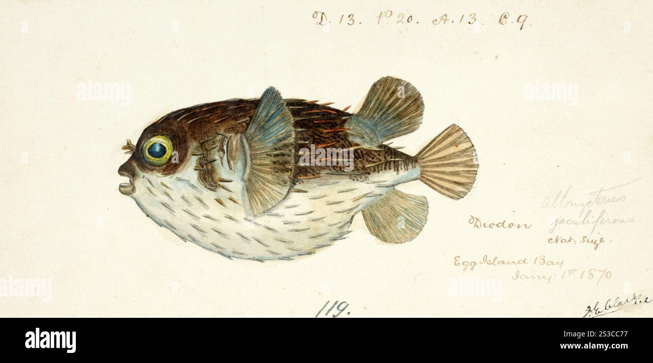 Diodon Orbicularis, spiny fish, puffer fish, balloon fish, fish ...