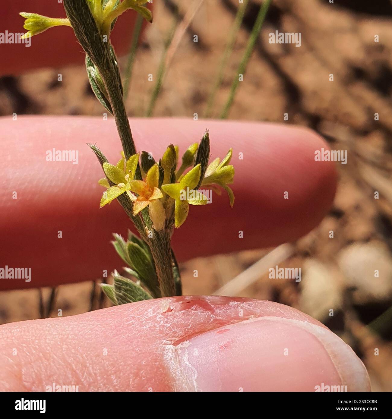 curved rice-flower (Pimelea curviflora Stock Photo - Alamy