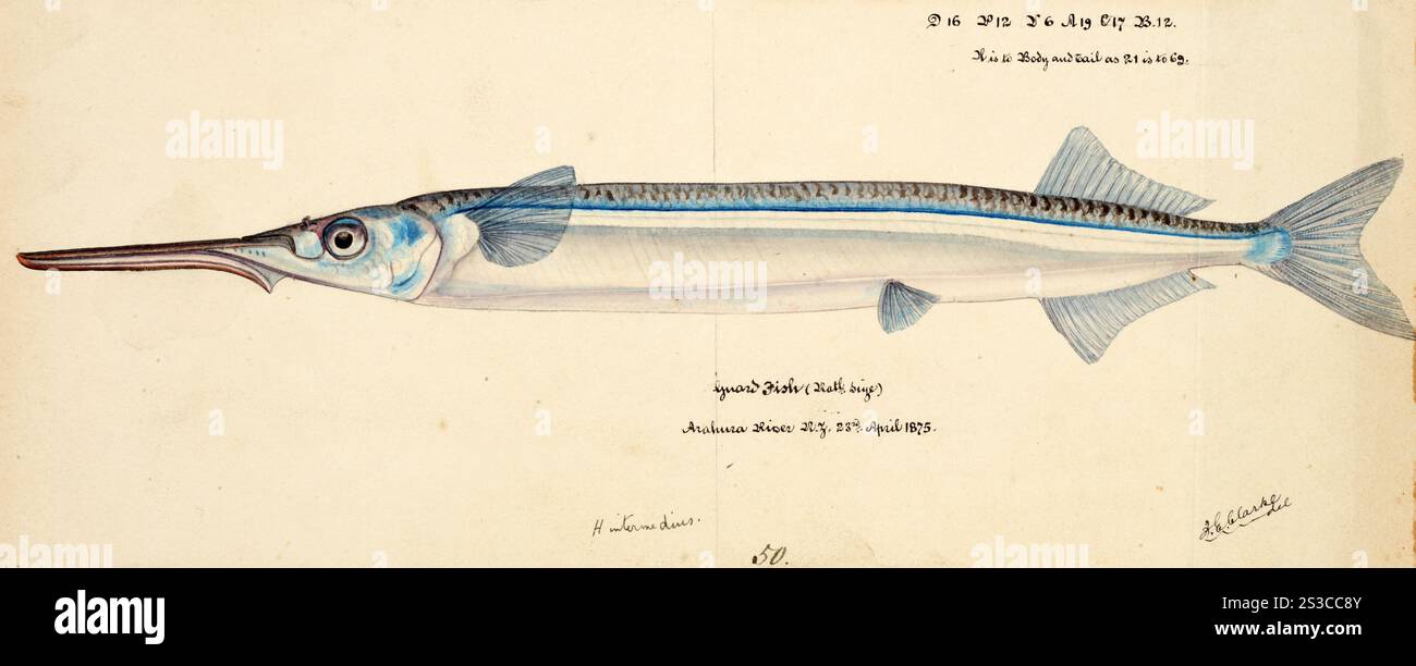 Garfish, piper or known by the Maori name Takeke, Hyporhamphus ihi ...