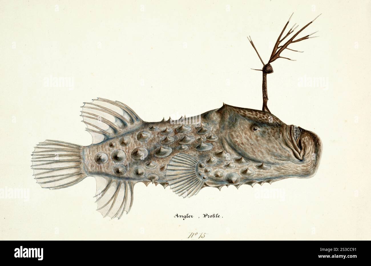 spiny anglerfish, Himantolophus appelii, The prickly anglerfish, Fish ...